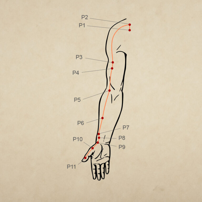 Understanding the Lung Meridian in TCM - 8chi